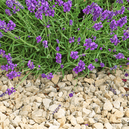 Buff Chip | Bristol Based | Decking Delivery